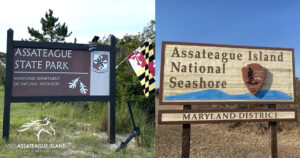 A Quick Guide to Assateague Island - Visit Assateague Island