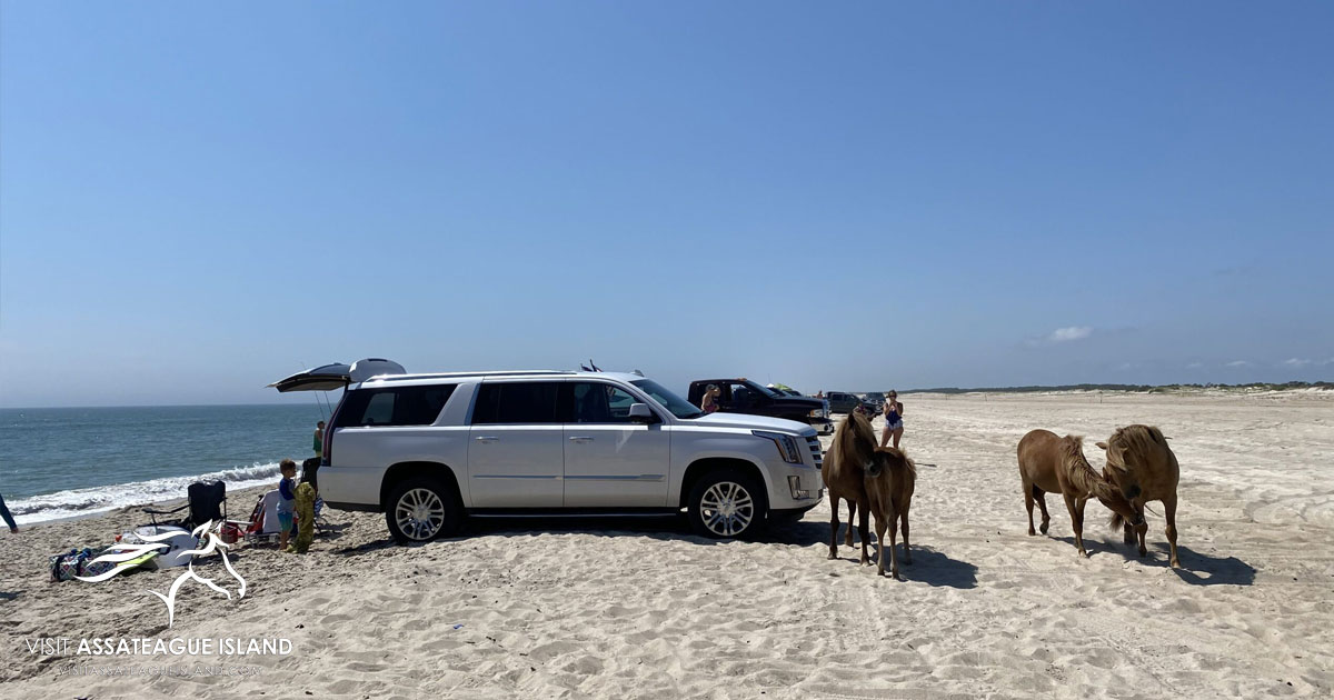 A Quick Guide to Assateague Island - Visit Assateague Island