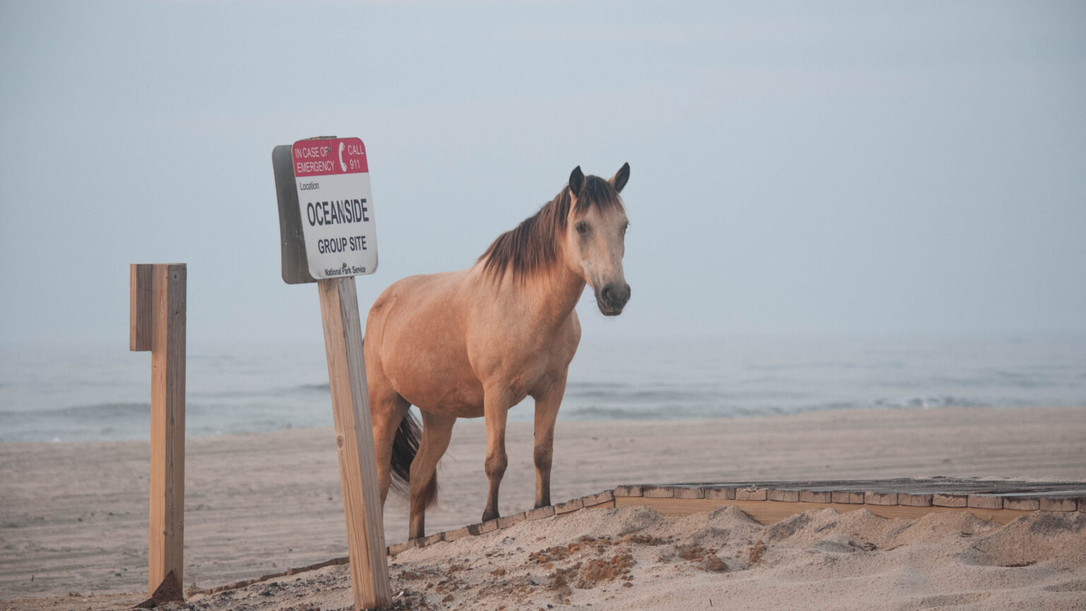 Origins of the Assateague Island Ponies - Visit Assateague Island