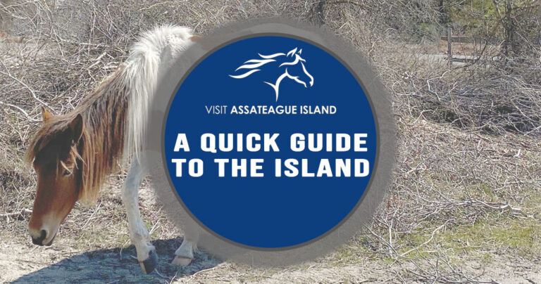 A Quick Guide to Assateague Island - Visit Assateague Island